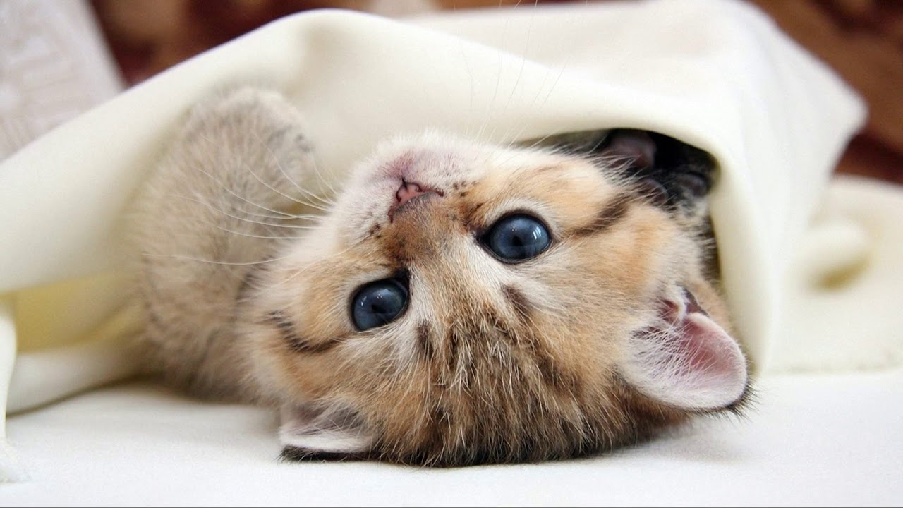 Cute Cat Kitten Hd Wallpaper Images Video- Must watch and download for free 😍