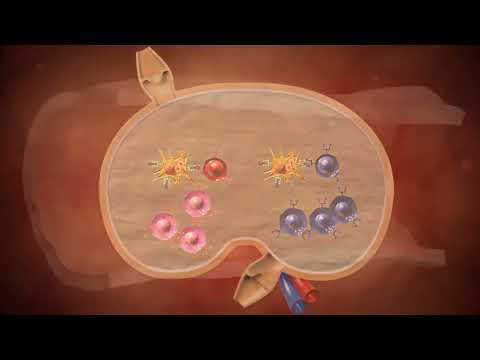 Cell Mediated Immune Response Induction & Effector Phases of Cell mediated Immunity