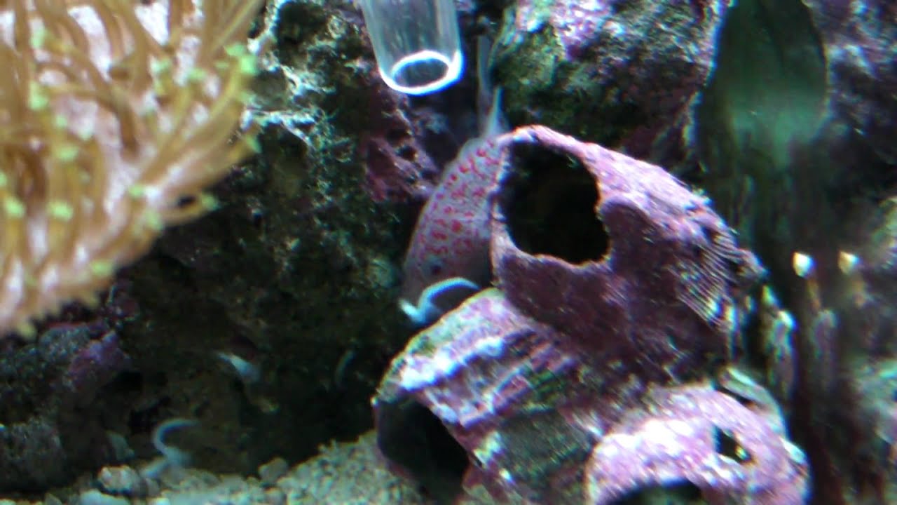 Gumdrop Coral Croucher Feeding