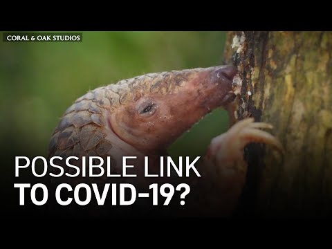 Endangered ‘Pangolin’ a Possible Link in Spread of COVID-19