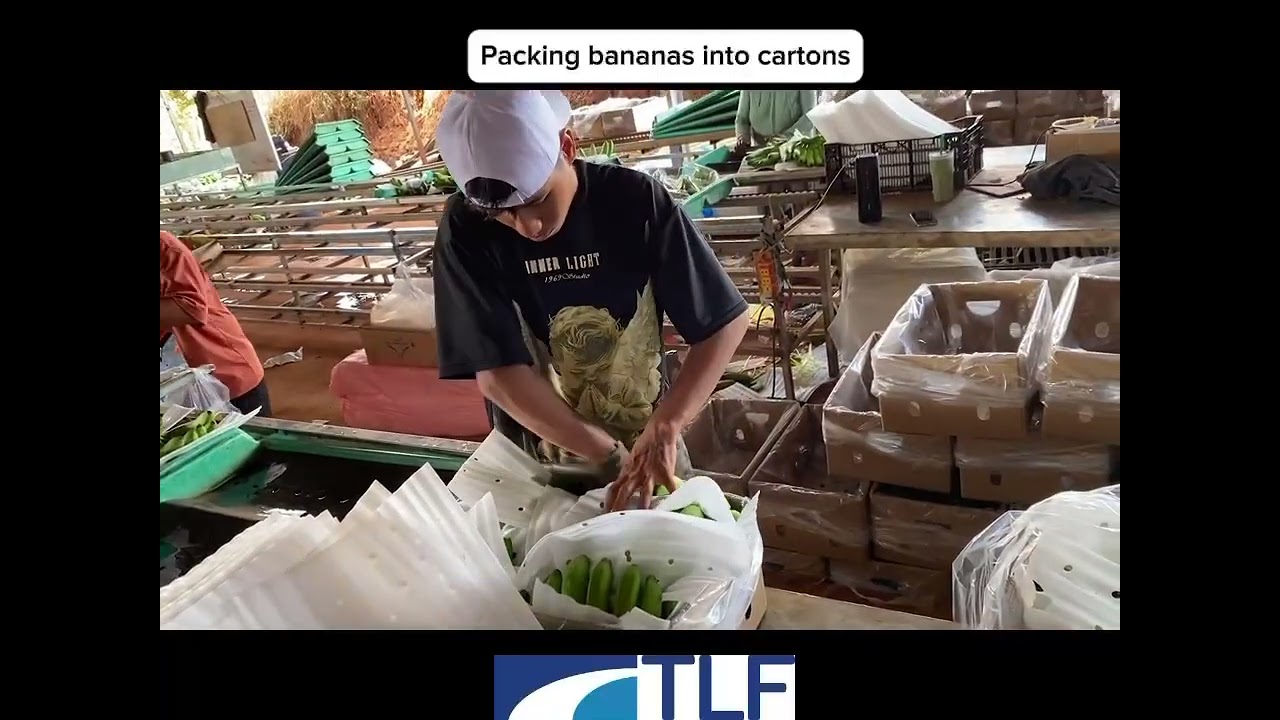 Cavendish Banana packing process