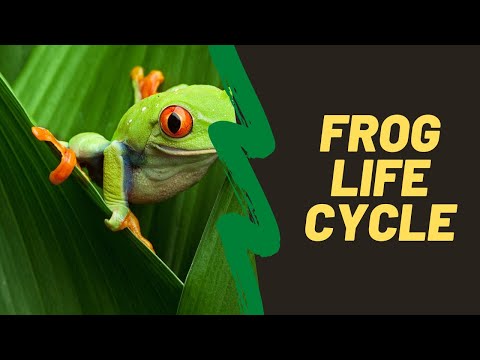 Frog Life Cycle For Kindergarten - Life cycle Of A Frog For Kids