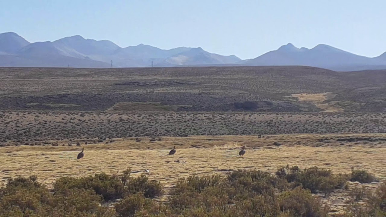 Trekking Aymara - Perdiz de la Puna - Canto mágico.!