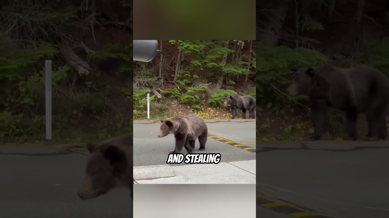 This Bear Has a Serious Problem…