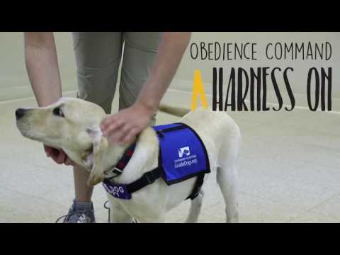 Obedience Command - Harness On