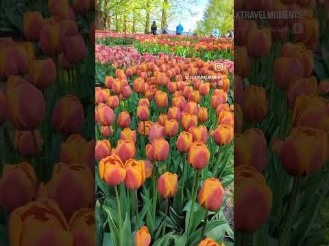 Holland tulip garden