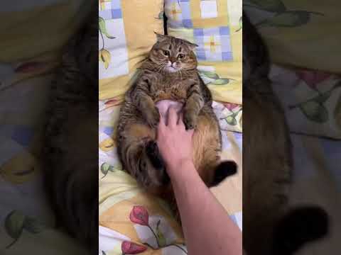 Funny Fat Cat | Please Subscribe | #funny #funnycat #fatcat #cat #cats #animals #funnyanimals