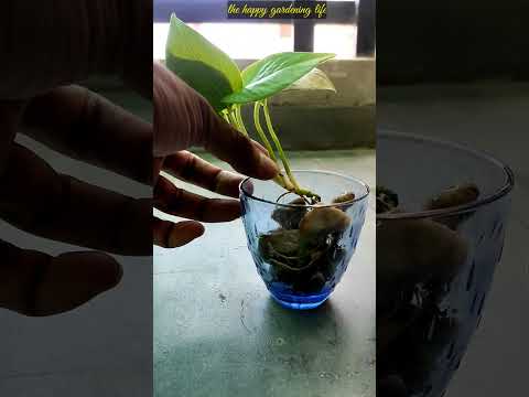 Money plant in a glass bowl | How to grow money plant/pothos in water | growing ideas#ytshorts