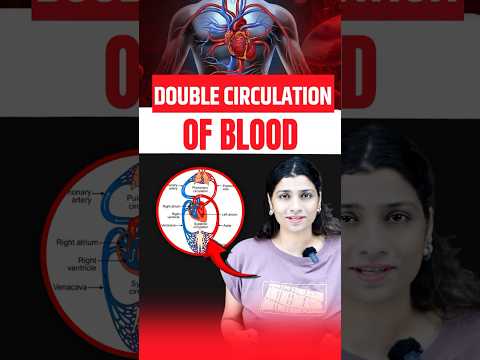 Double Circulation Of Blood #neetbiology #neet2025 #riturattewal #doublecirculation