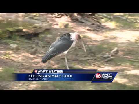 Jackson Zoo finds ways to keep animals cool