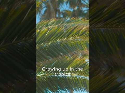 What Happens If You Grow Up in the Tropics? #tropics #heat #culture #nature #life
