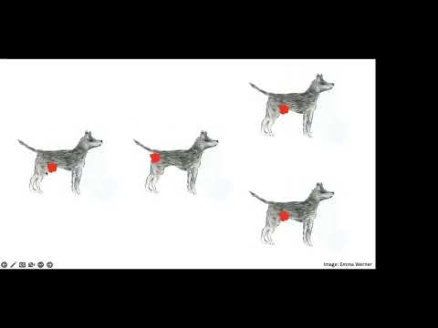 Canine TVT the round enemy what we know about it