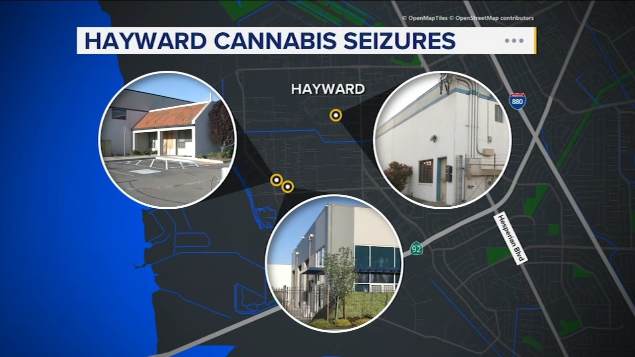 20K marijuana plants seized, 24 arrested in raids of illegal East Bay cannabis operations