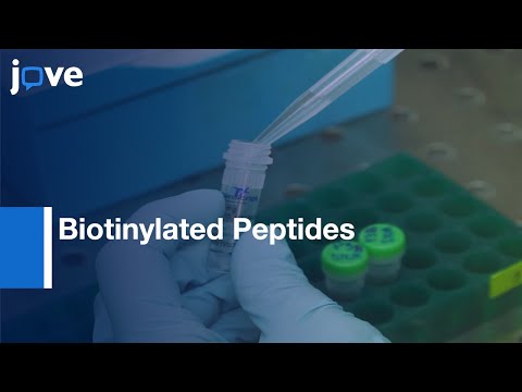 Biotinylated Cell-penetrating Peptides to Study Protein Interactions | Protocol Preview