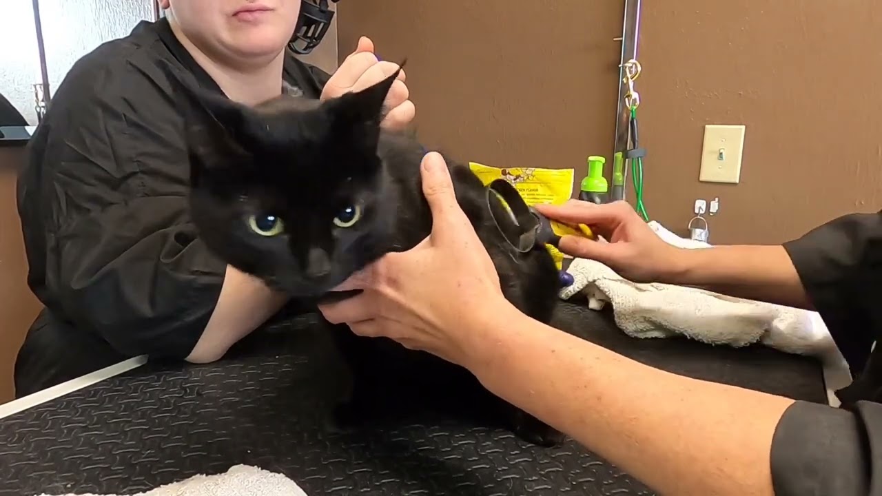 Do cats have nipples? Cat grooming