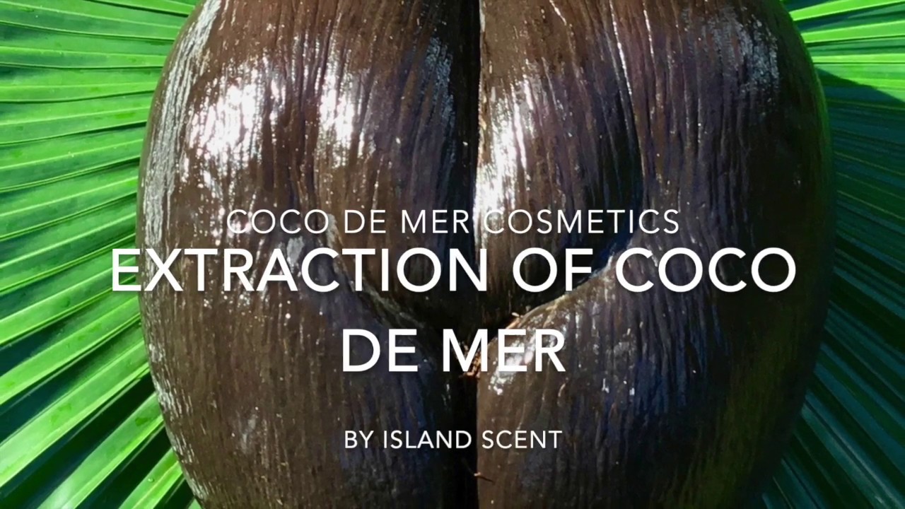 Extraction of Coco de Mer