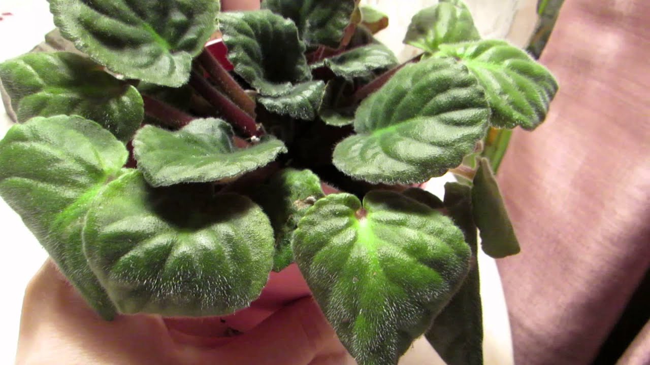✿🌹My other African Violet is re blooming tiny flower buds 2/3/2016🌹✿