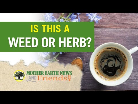 PODCAST | Wild Medicinal Plants to Forage