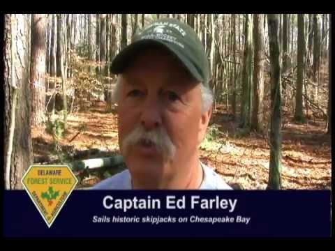 Redden State Forest - Cutting A New Ship Mast