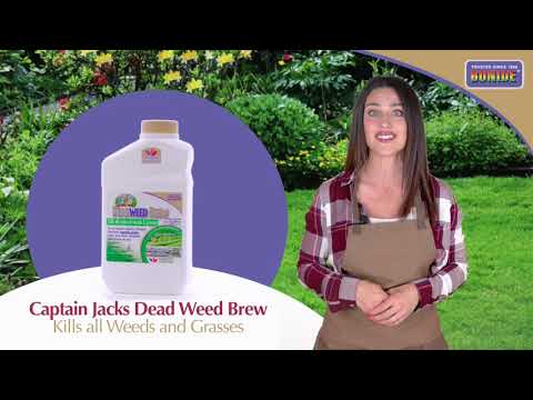 Bonide Captain Jack's Deadweed Brew 32 Oz. Concentrate Weed & Grass ...