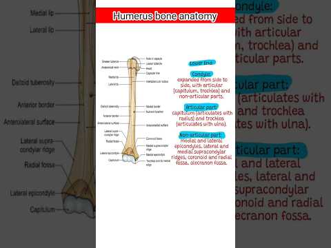 Humerus bone anatomy #anatomy #notes #humerus #shorts
