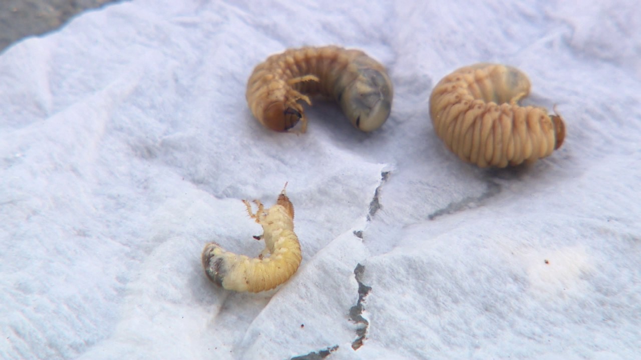 Black Beetle Research 2014