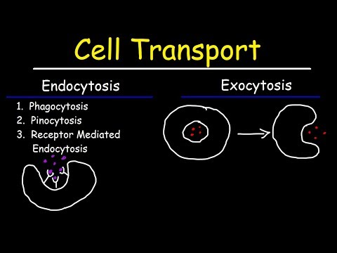 Cell Transport - Endocytosis, Exocytosis, Phagocytosis, and Pinocytosis