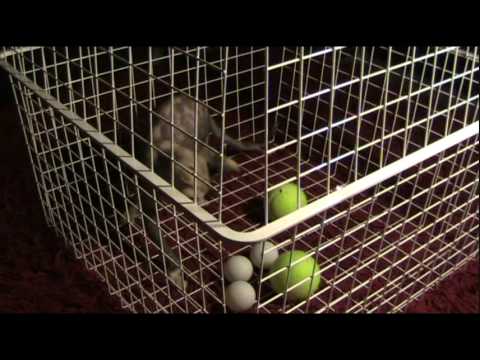 Sfinksai: Kanados Sfinksas (Beplaukės Katės Dienoraštis) | Kanados Sfinksai