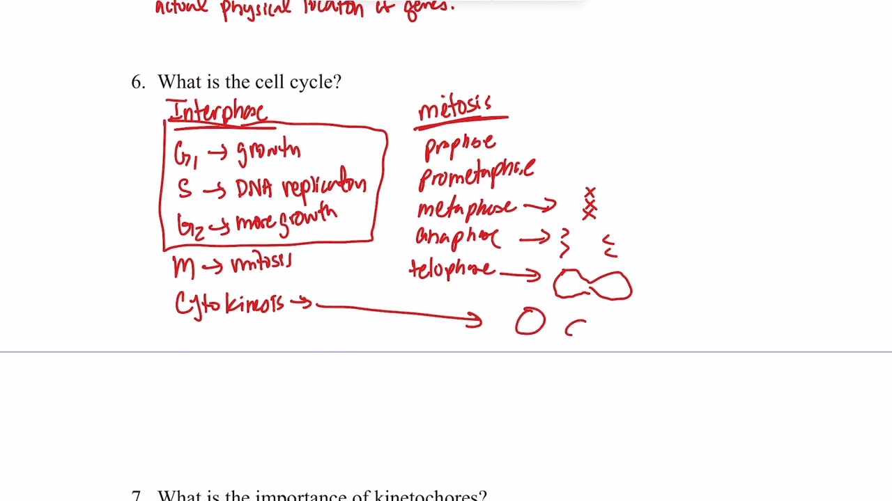 Genetics worksheet #2