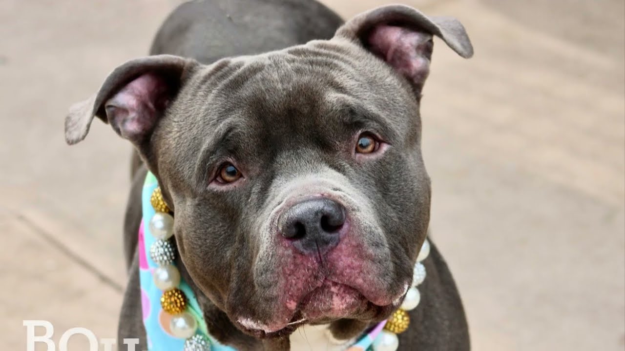 BOULDER 249446/BIG AND FRIENDLY/ADOPTABLE DOG/NYCACC/SIACC