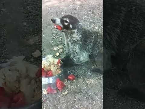 Meet Coati, Cute Mammal, Omnivorous, Who Like Watermelons