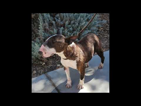 Molly - Available for Adoption, SPCA Monterey County