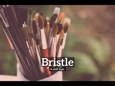 How to Say Bristle in English? | How Does Bristle Look? | What is Bristle?