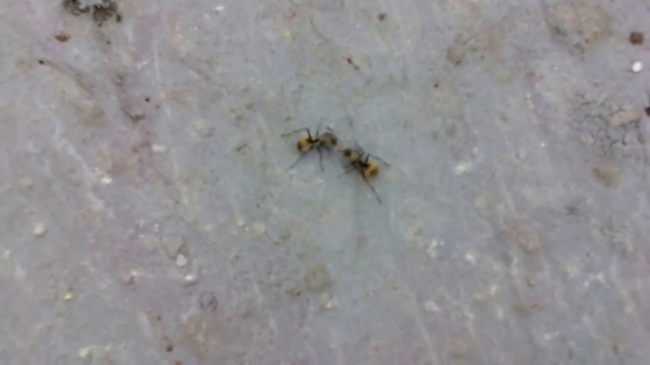 Gold ants from Indonesia