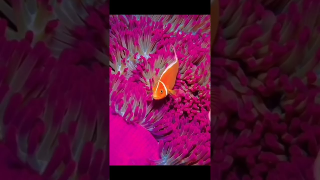 TOP 3D Fish Screensaver