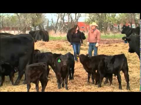 Generational Transfer Issues (C2C)