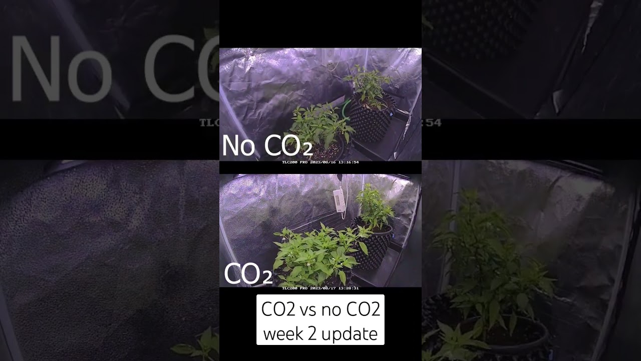 CO2 vs no CO2 week 2 update