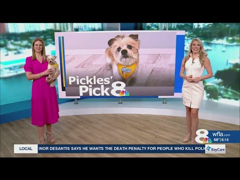 Pickles' Pick