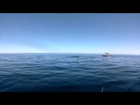 sharks and yellowtails 001
