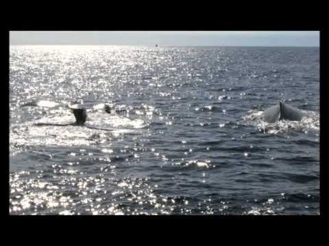 El lenguaje de los seres de sirio 2-3 | Oroborus Anaphaxeton