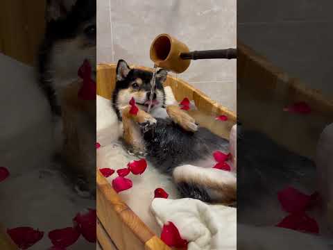 美人泡泡SPA | 曼玉Manyu氛围感清洁 | ASMR #柴犬 #豆柴 #抖音 #柴犬可愛い