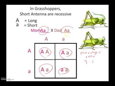 Introduction to Genetics