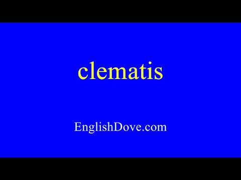 How to pronounce clematis in American English