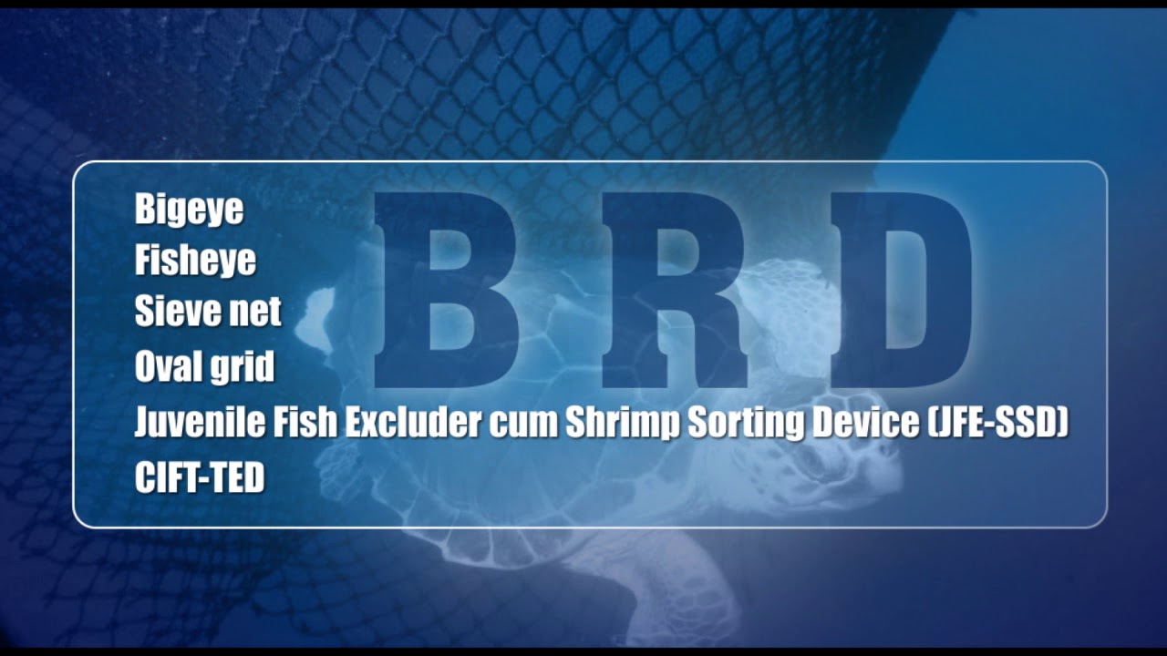BRD  Bycatch Reduction Device
