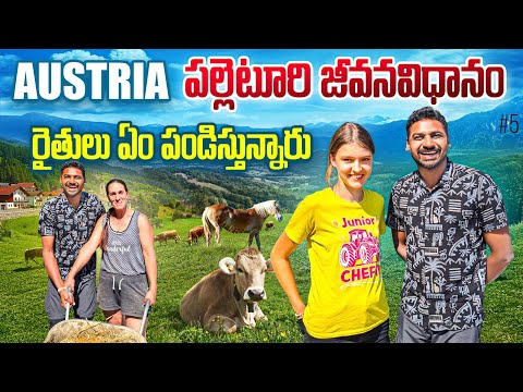 Weer Village Daily Life In Austria 🇦🇹 | Cow 🐄 Farming | Uma Telugu Traveller