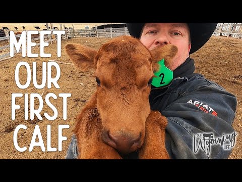 What to Expect When Expecting a Calf
