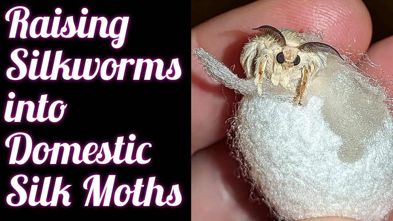 How to Raise Domestic Silkworms into Domestic Silk Moths