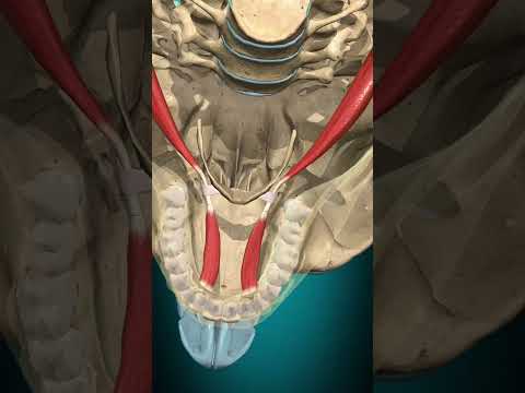 Digastric muscle action hyoid bone elevation #muscle #bone #anatomy