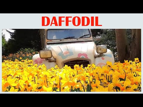 calm journey into the realm of beautiful daffodil flowers, abandoned Citroën 2CV and daffodil tour
