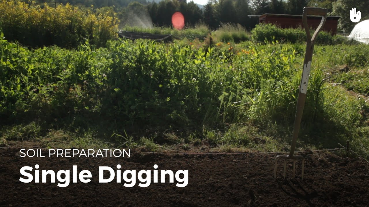 How to single dig - Grow an Organic Garden | Sikana